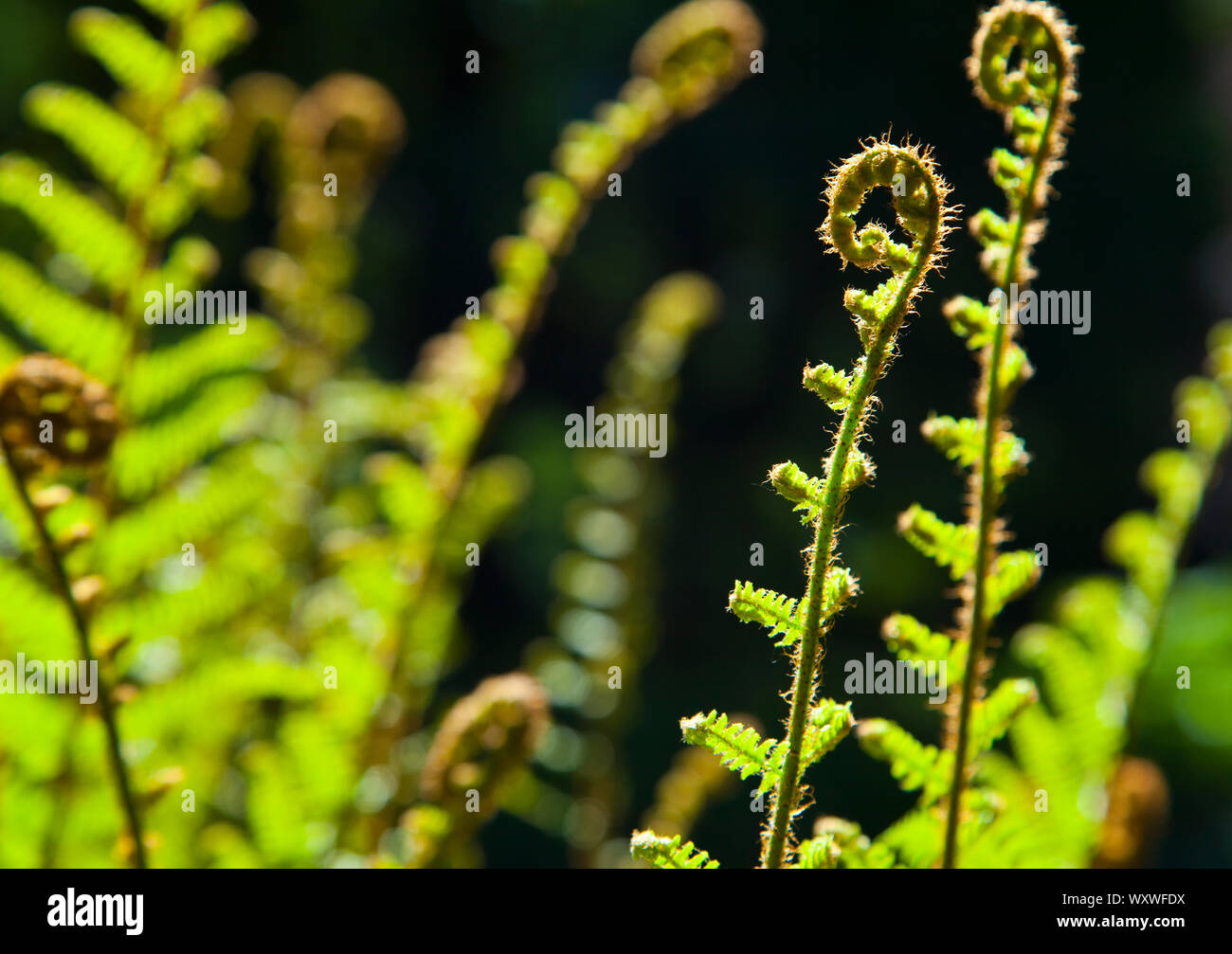 Helecho en hi-res stock photography and images - Alamy