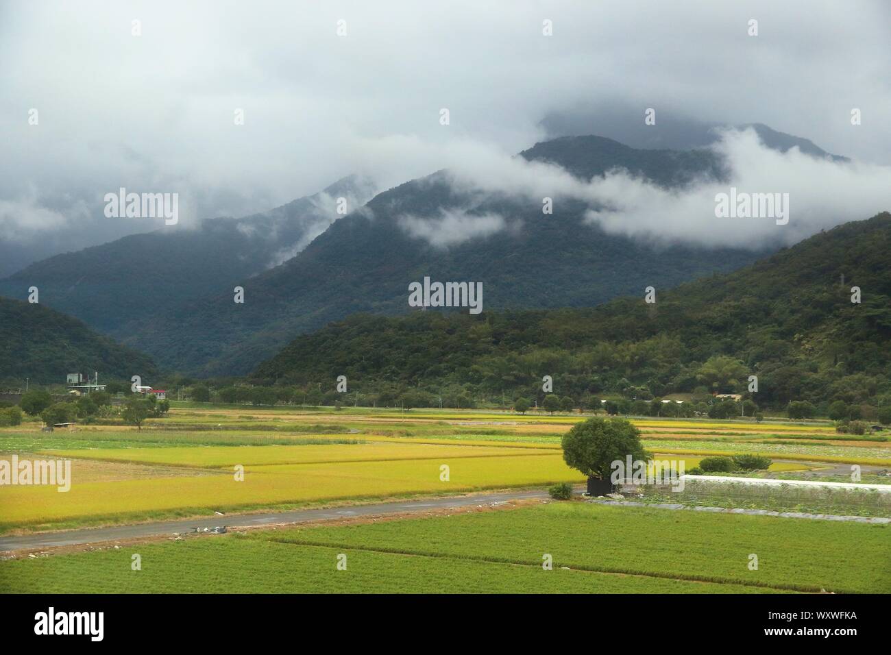 Taiwan countryside landscape. Rice fields of Yuli Township Stock Photo ...