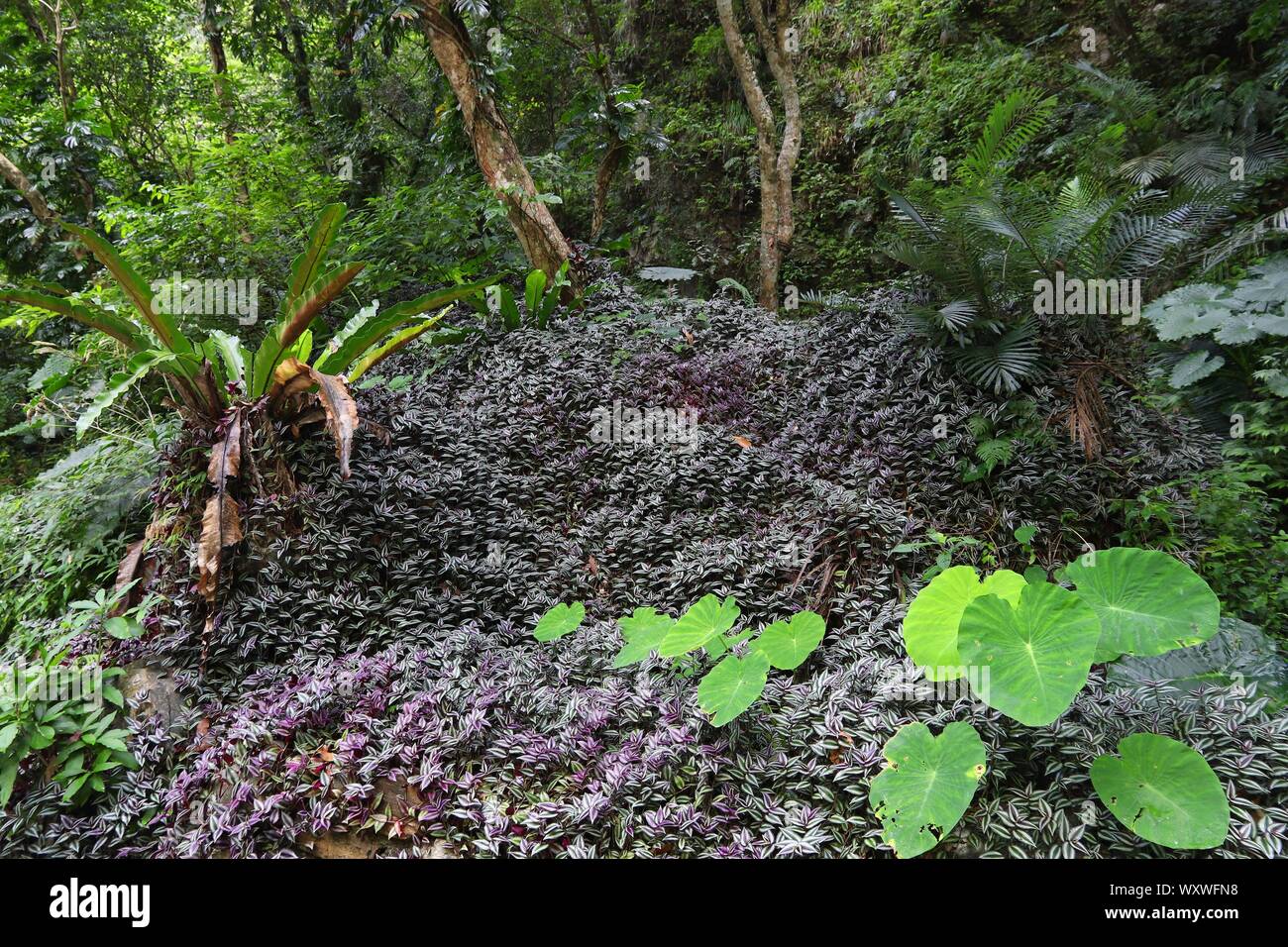 Taiwan jungle. Taroko National Park in Taiwan. Lush rainforest flora ...