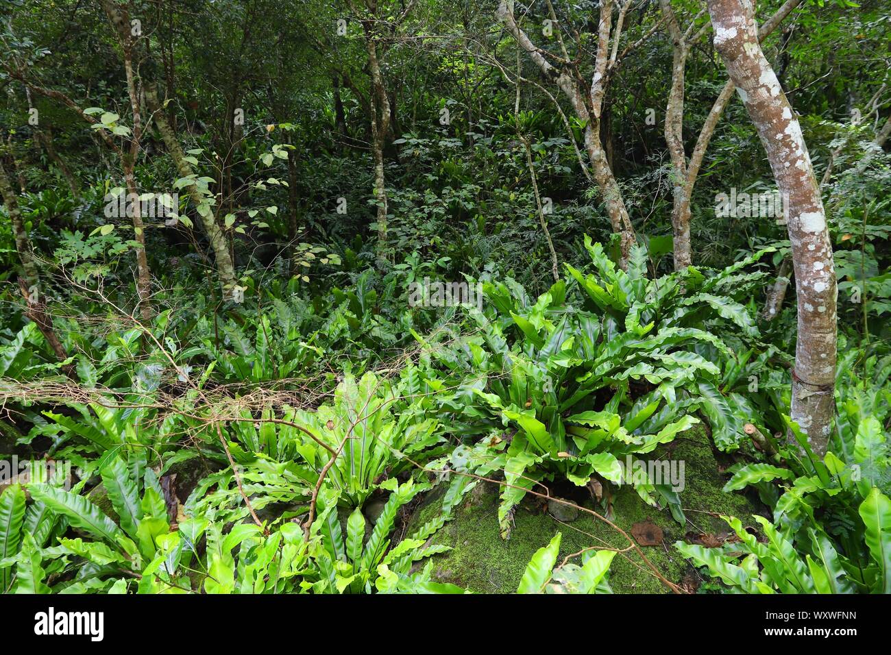 Taiwan jungle. Taroko National Park in Taiwan. Lush rainforest flora Stock Photo - Alamy