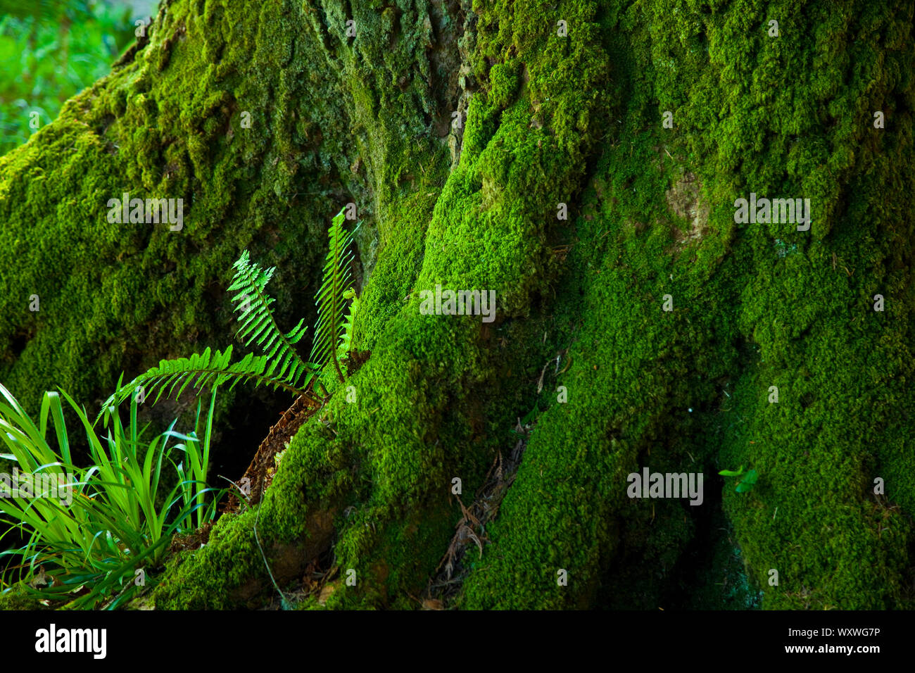 Helechos y tronco con musgo en primavera Stock Photo - Alamy