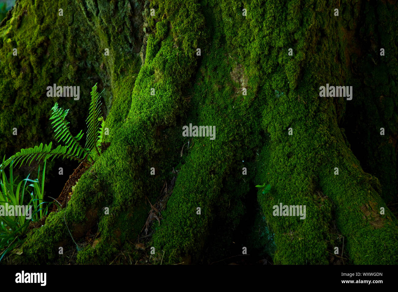 Helechos y tronco con musgo en primavera Stock Photo - Alamy