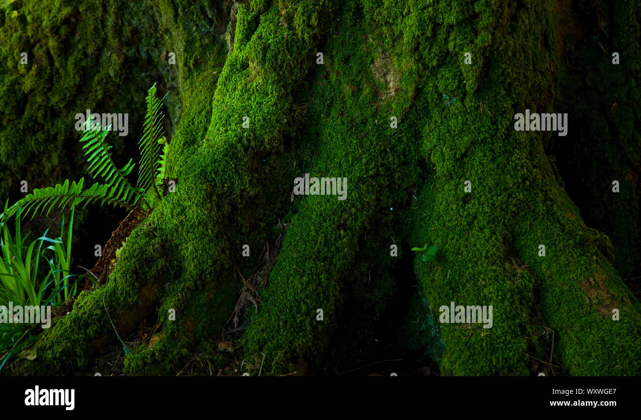 Helechos y tronco con musgo en primavera Stock Photo - Alamy