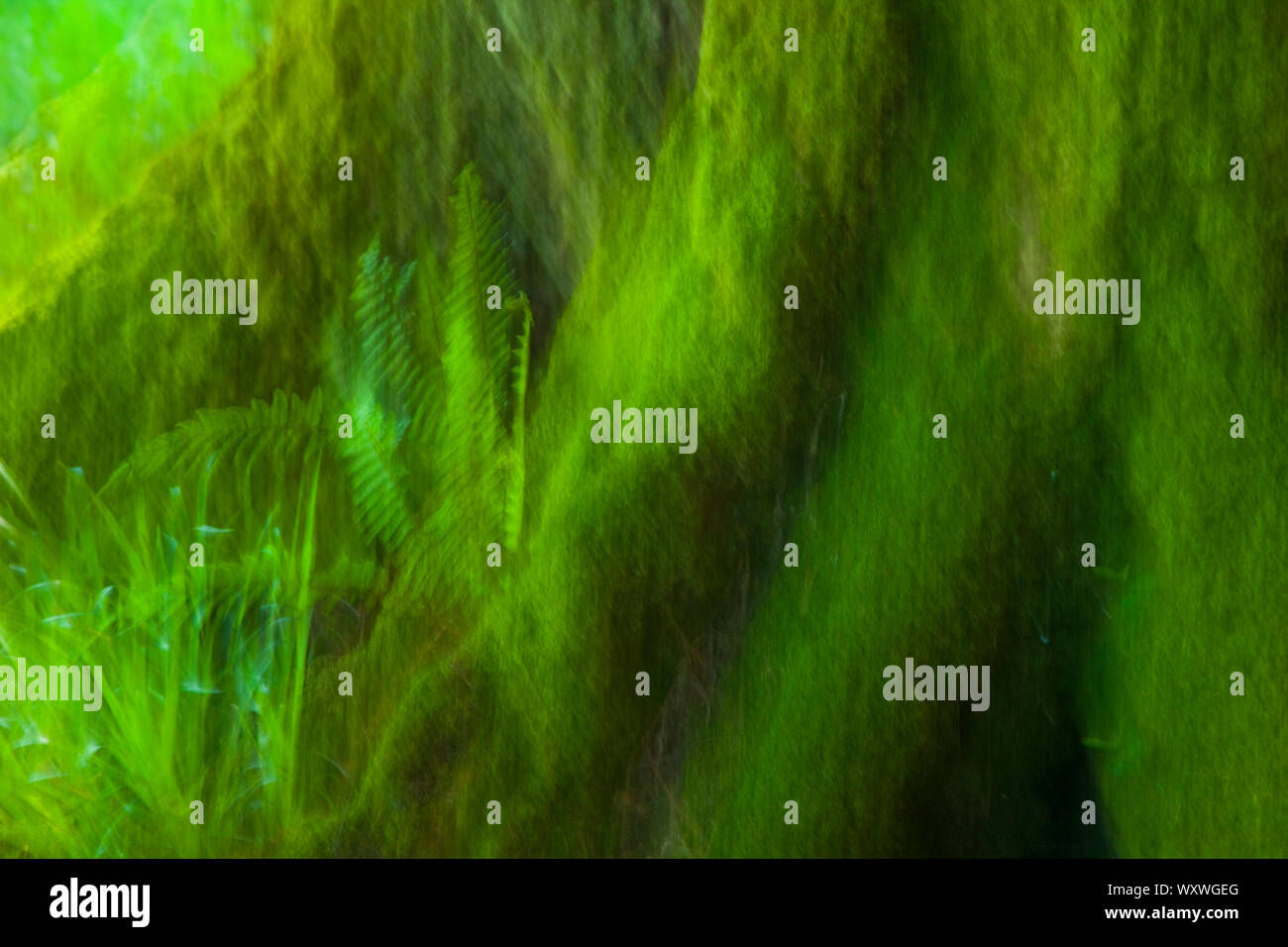 Helechos y tronco con musgo en primavera Stock Photo - Alamy