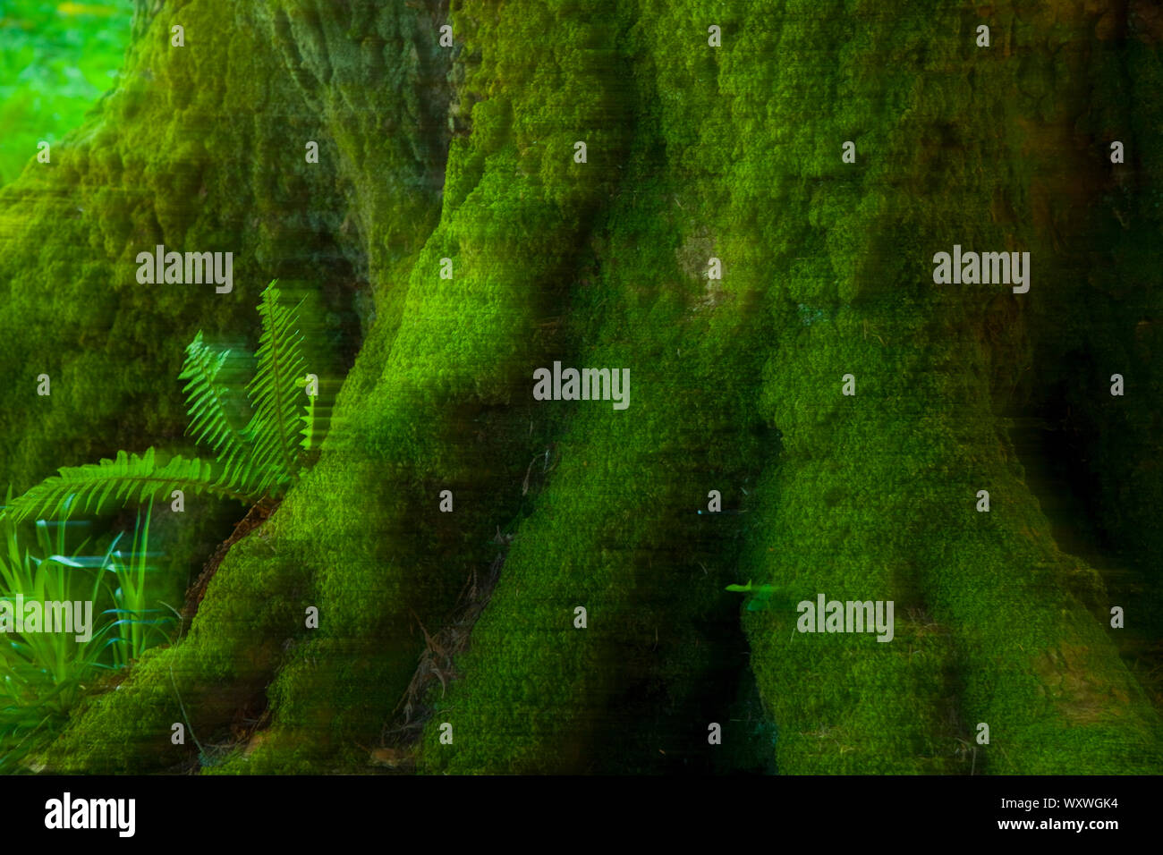 Helechos y tronco con musgo en primavera Stock Photo - Alamy
