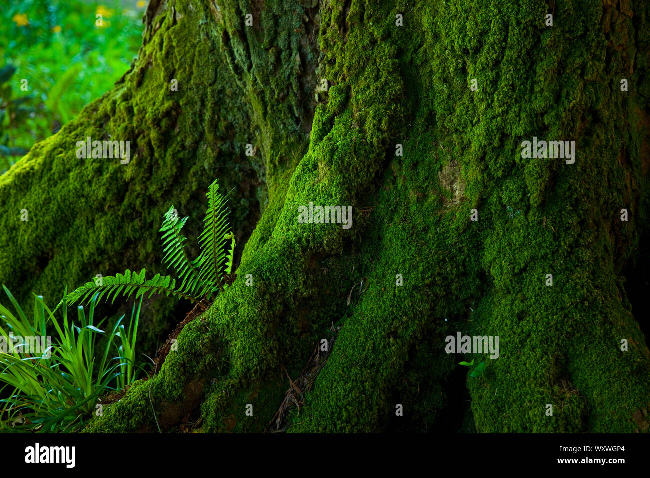 Helechos y tronco con musgo en primavera Stock Photo - Alamy