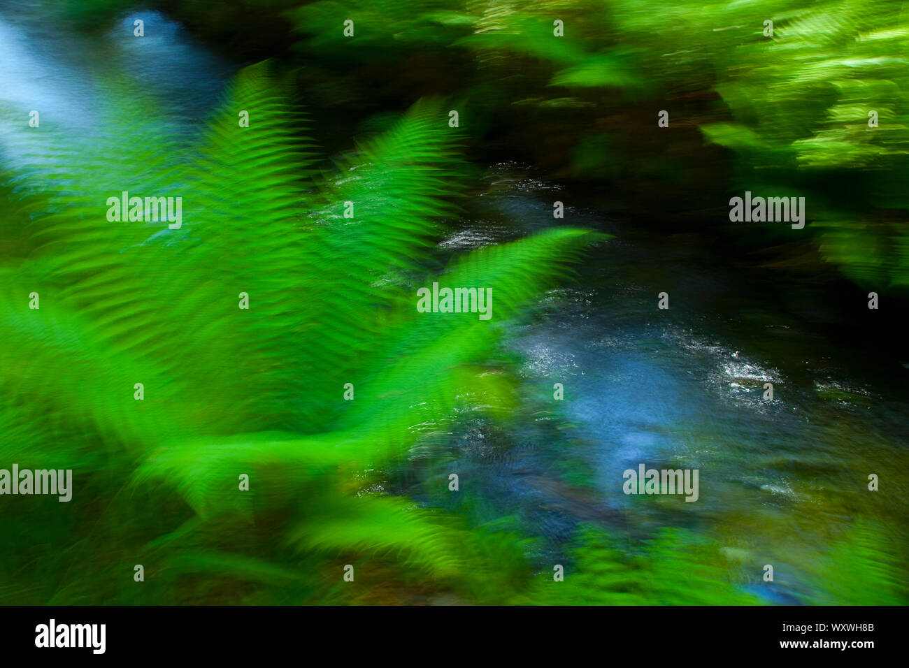 Helechos y río en primavera Stock Photo - Alamy