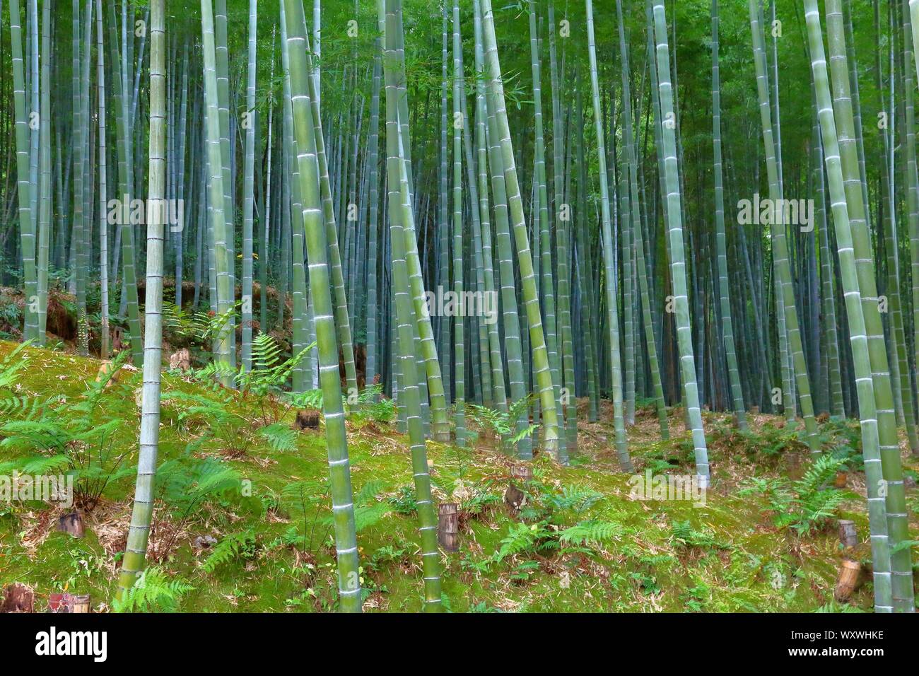 Japanese texture - green bamboo grove background in Arashiyama (Kyoto ...