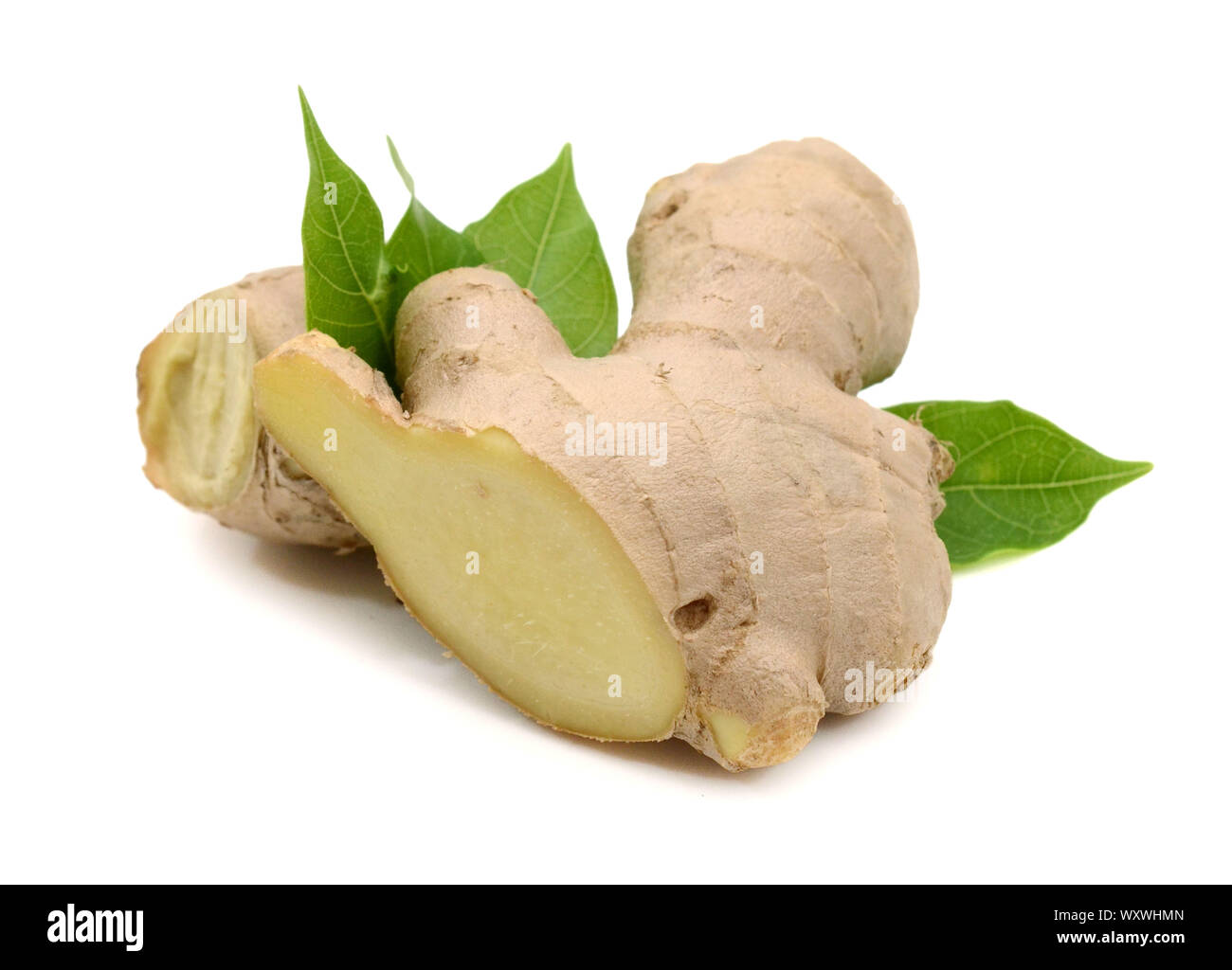 Rhizome pictures hi-res stock photography and images - Alamy