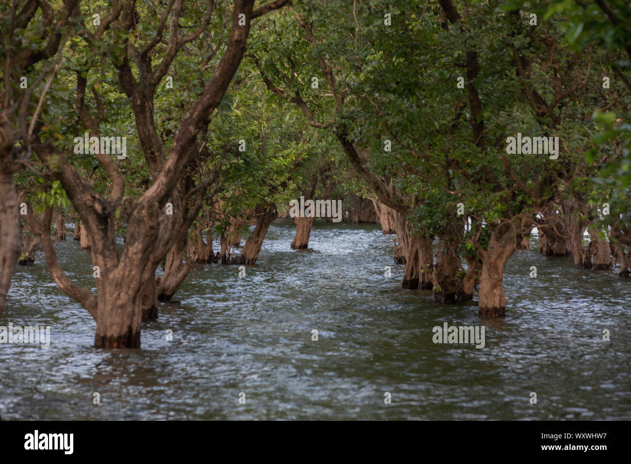 Sunamganj, Bangladesh - September 11, 2019: Tanguar haor located in the ...