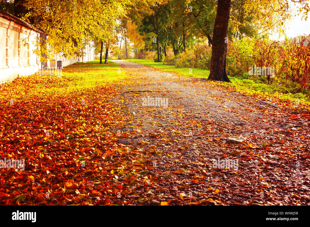 Fall sunny landscape. Fall park trees and fallem autumn leaves on the ...