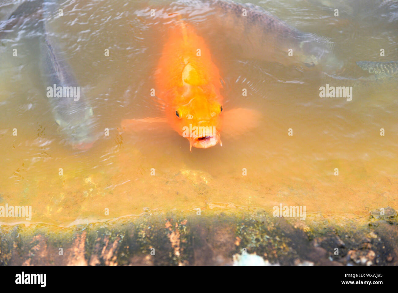 Golden carp fish or orange carp and tilapia fish eating from feeding ...