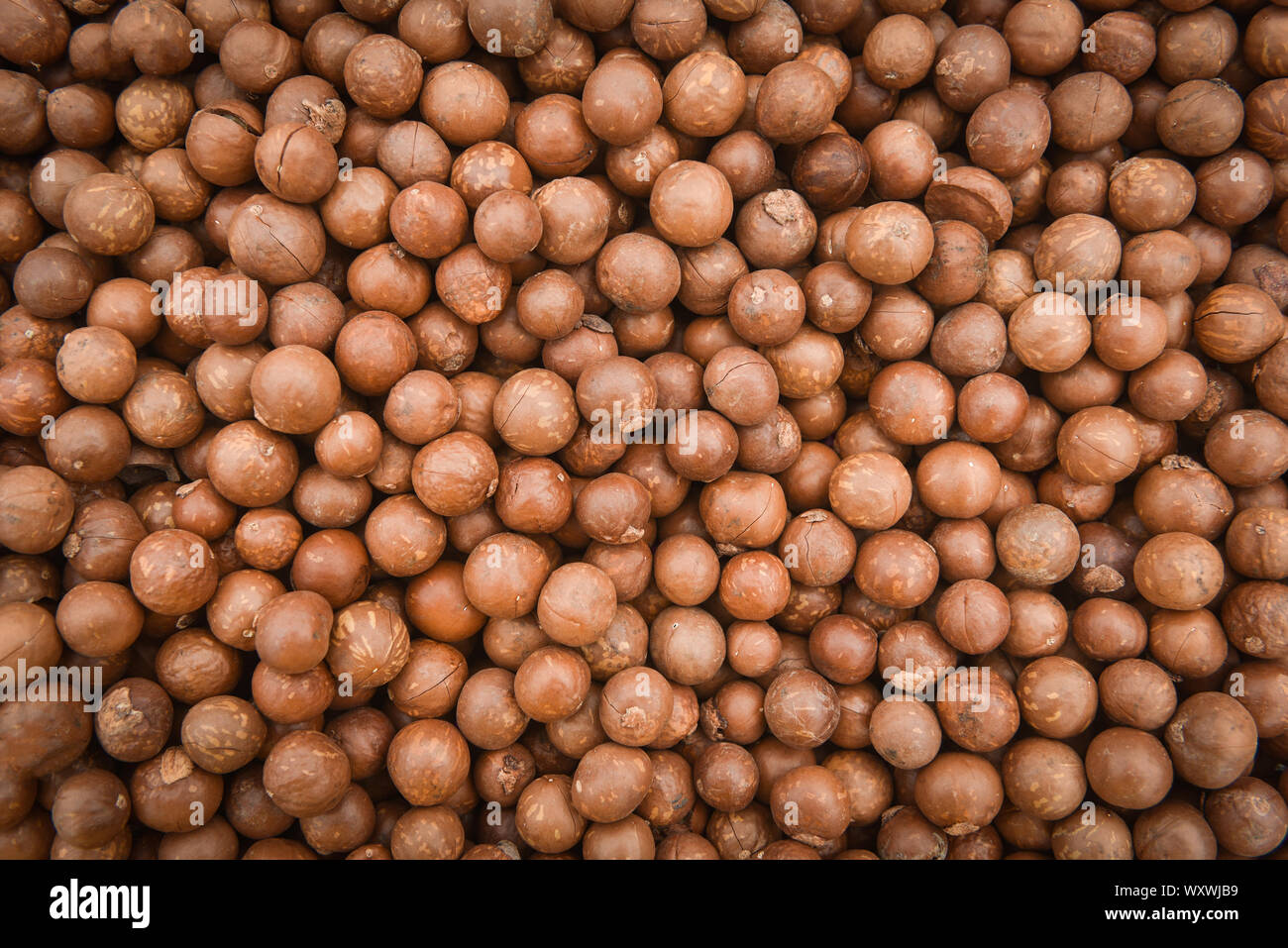 Macadamia nuts texture Background with dried / Fresh macadamia nut ...