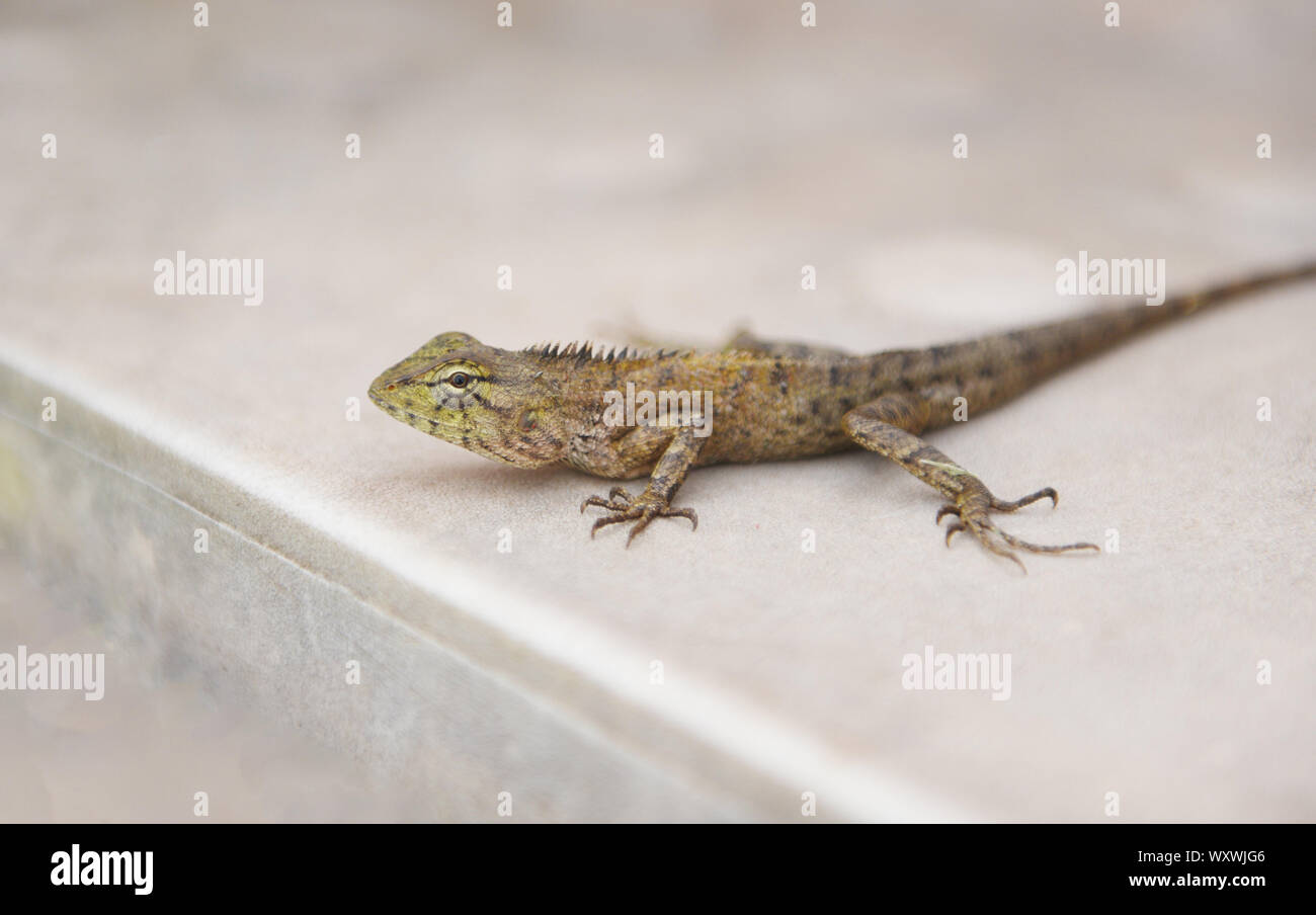Garden lizard on floor / common brown lizard asia reptile wildlife on ...