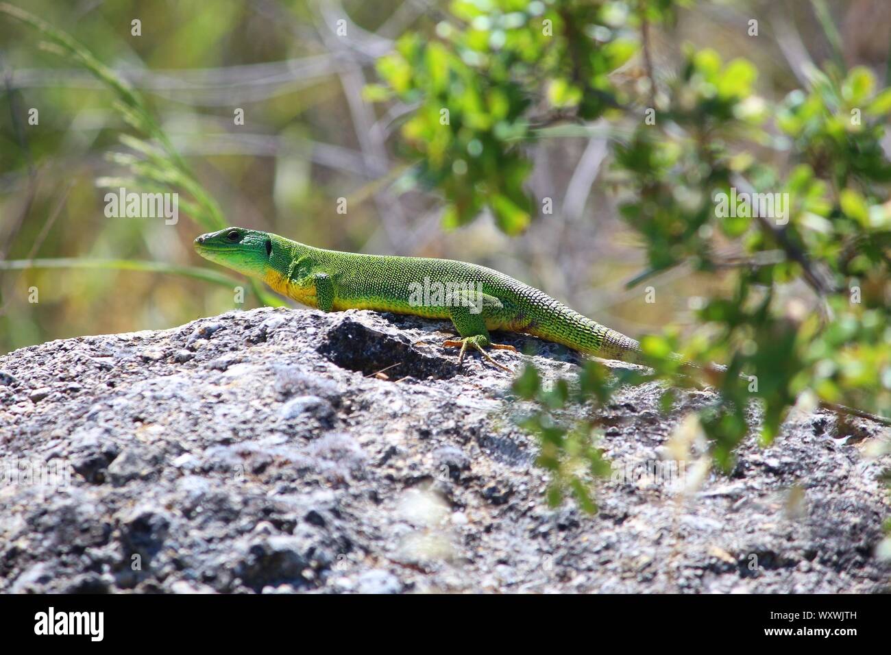 Corfu island nature - Balkan Green Lizard (Lacerta trilineata). Greece ...