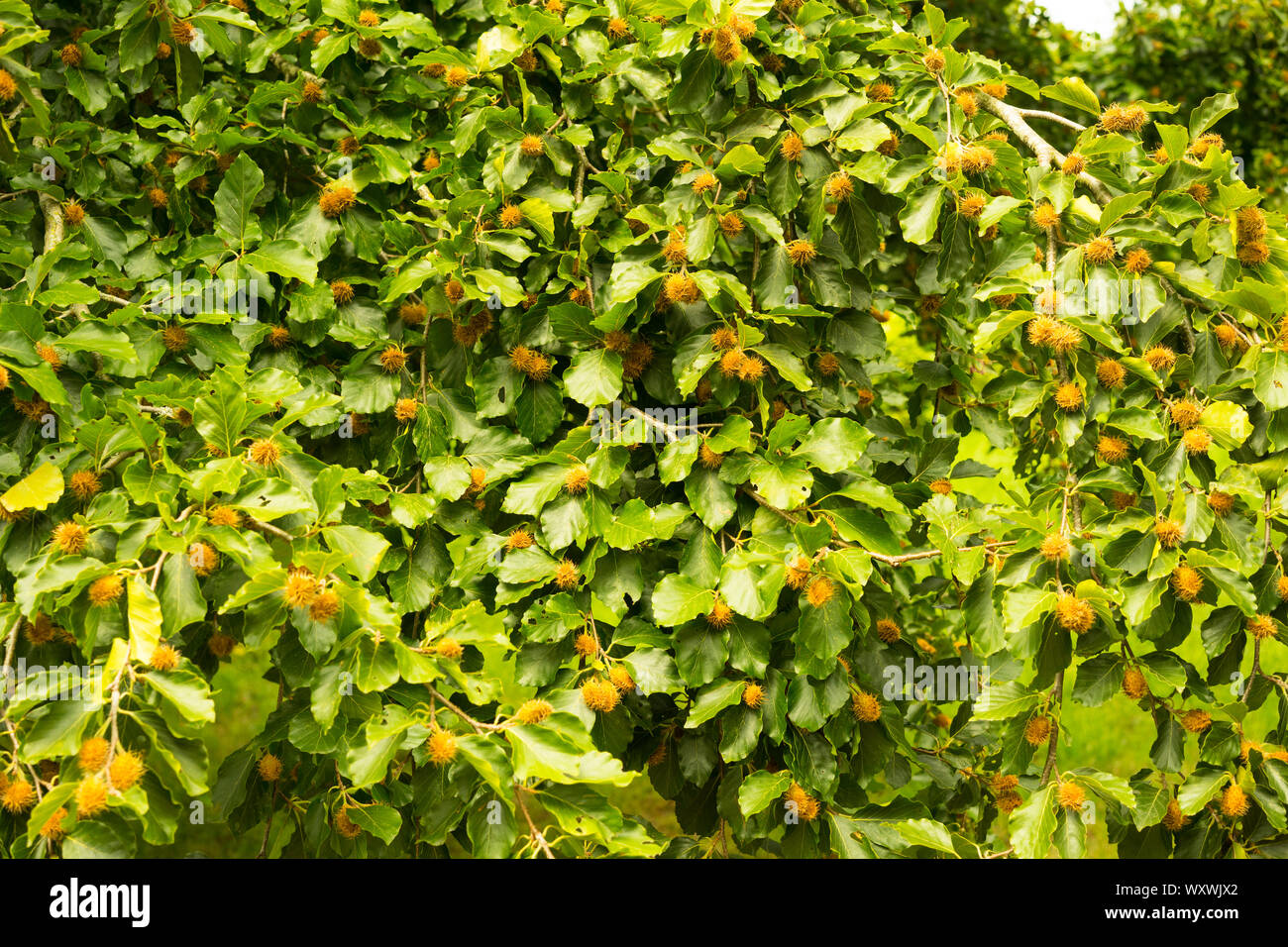 Common Beech Tree (Fagus sylvatica) with mast, England, UK Stock Photo ...