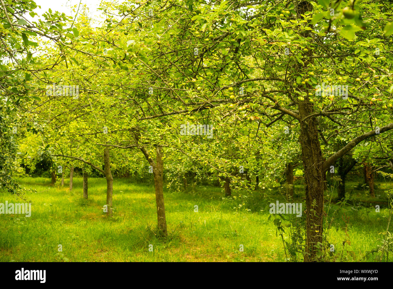 Cider apple tree hi-res stock photography and images - Alamy