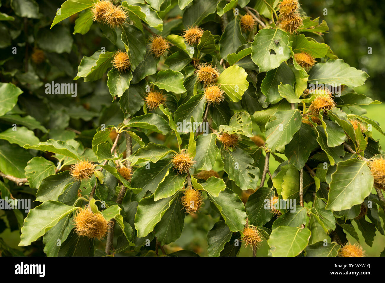Common Beech Tree (Fagus sylvatica) with mast, England, UK Stock Photo ...