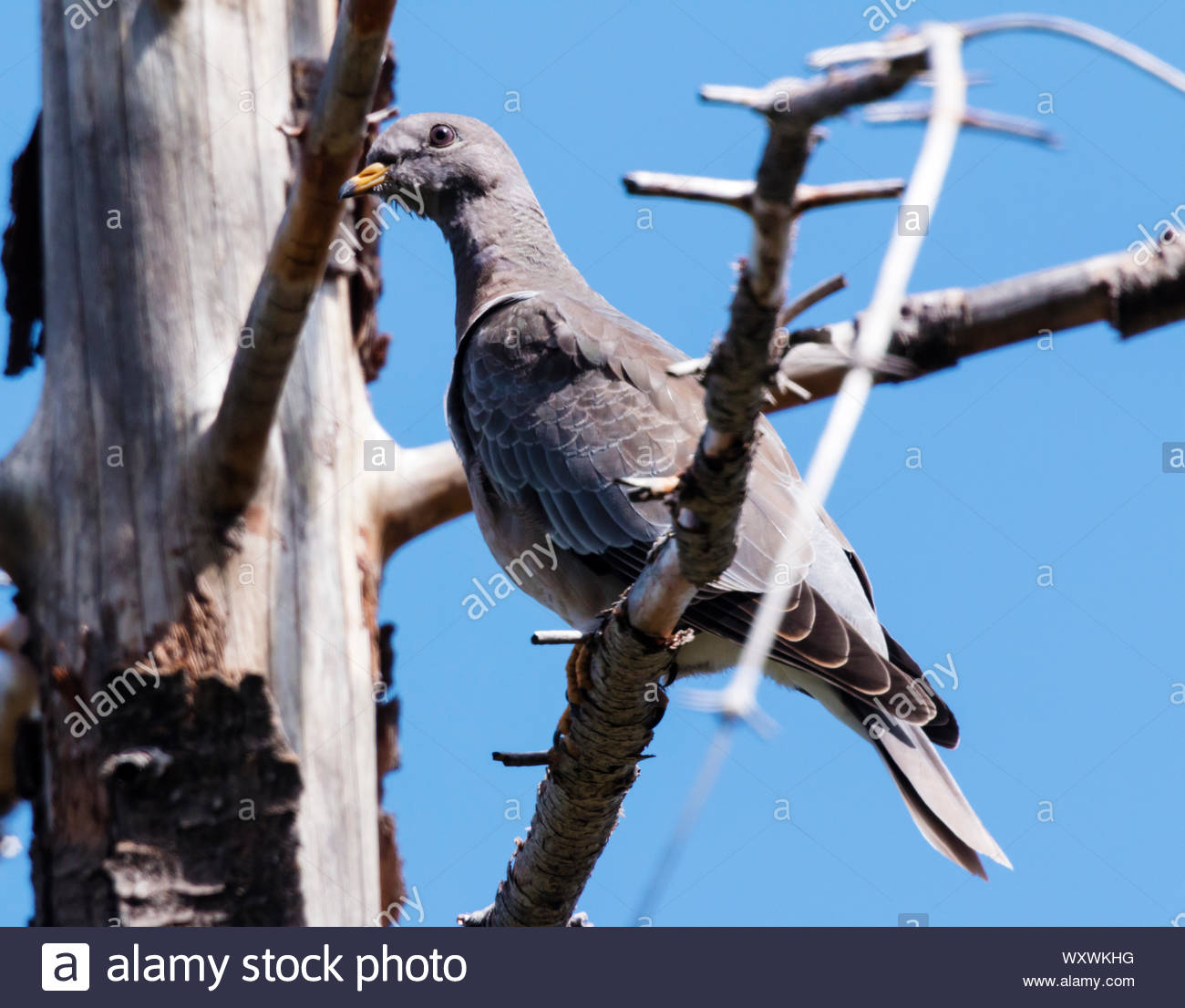 Band Tailed Pigeon High Resolution Stock Photography and Images - Alamy