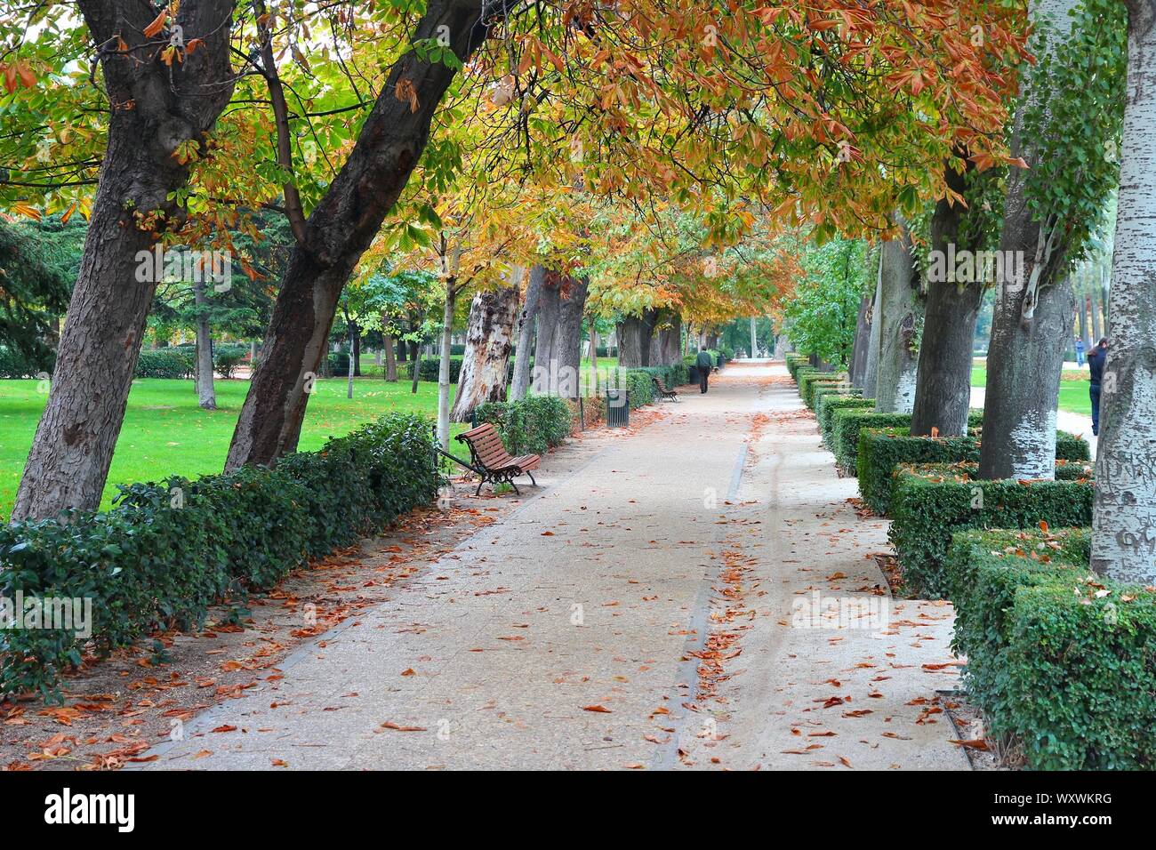 Madrid - autumn path in Retiro Park. City green space Stock Photo - Alamy