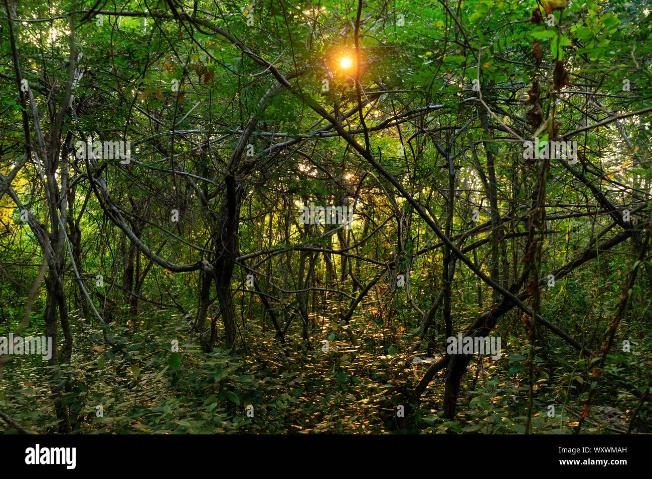 Dense tropical rainforest hi-res stock photography and images - Alamy