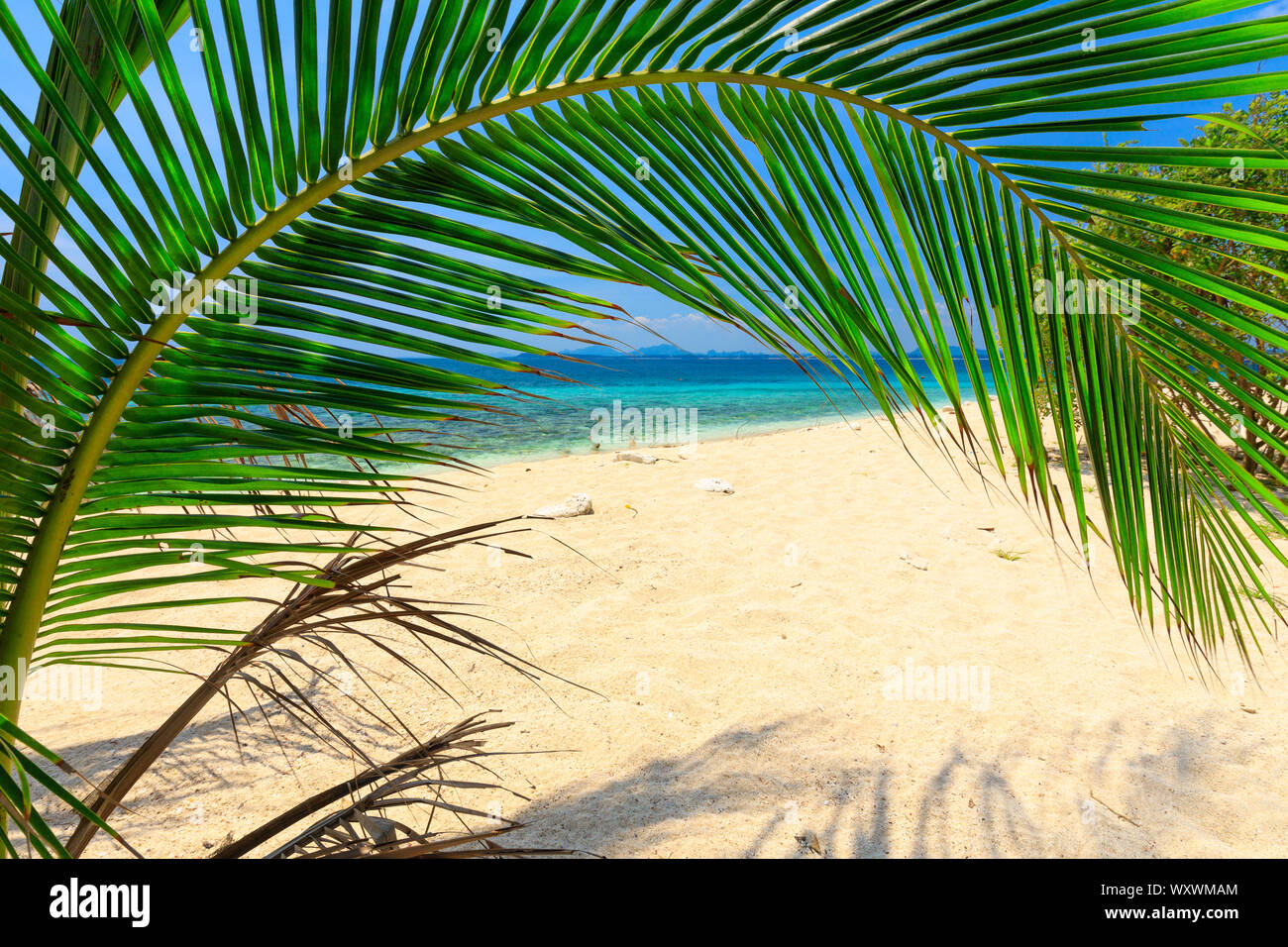 Curved coconut tree leaf bedning over white sand beach, Thailand Stock ...