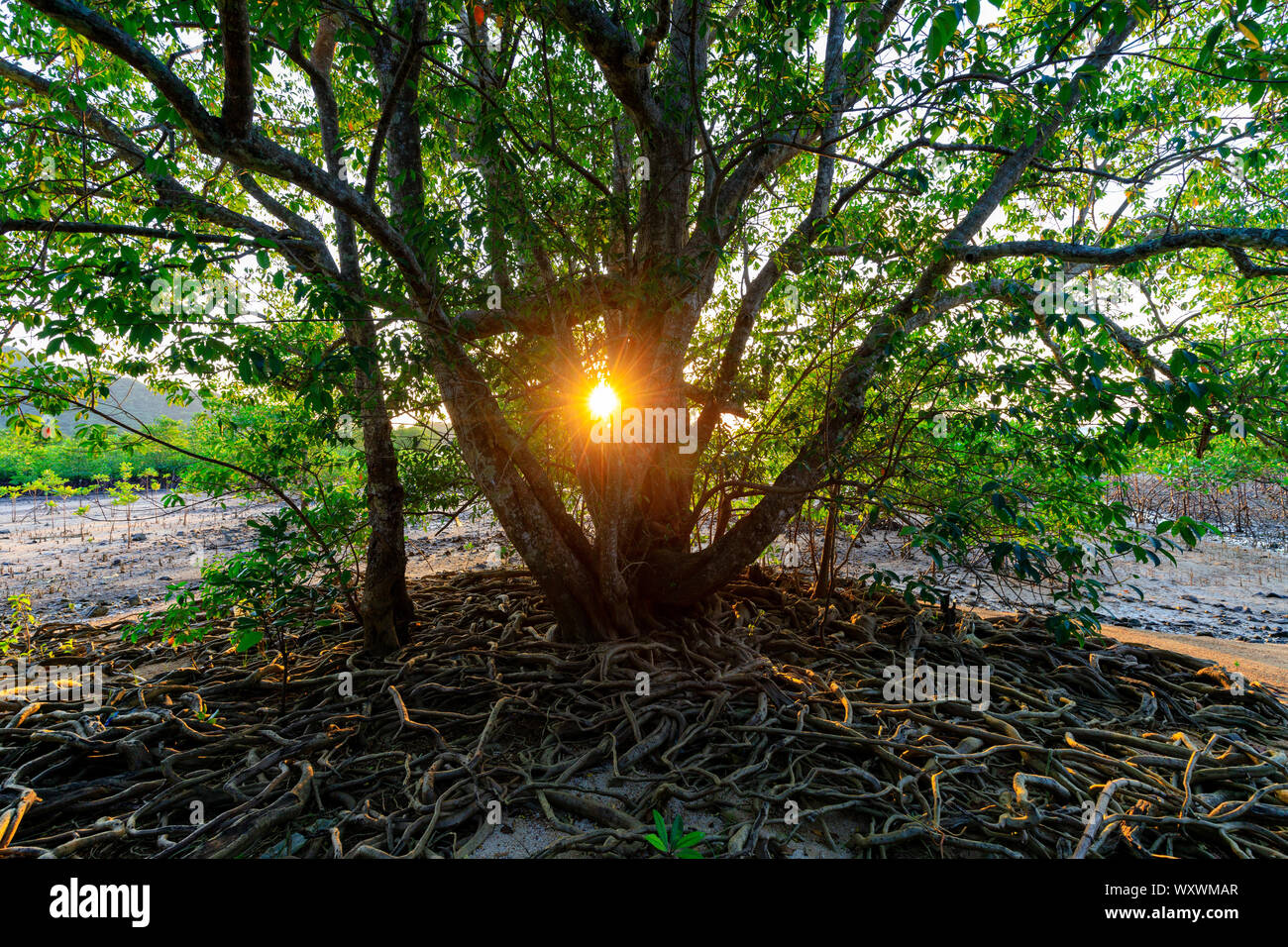 Tree with long roots hi-res stock photography and images - Alamy