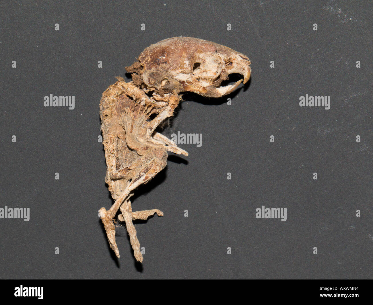 Rodent skeleton hi-res stock photography and images - Alamy