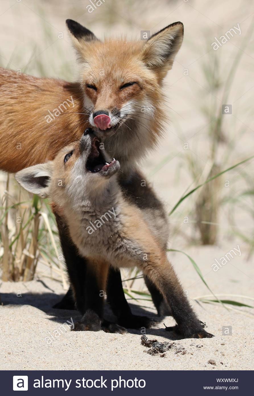 Red Fox Mother Cub Stock Photos & Red Fox Mother Cub Stock Images - Alamy