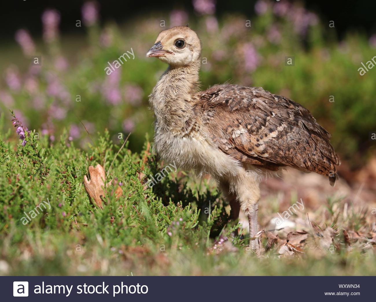 Peacock Baby High Resolution Stock Photography and Images - Alamy