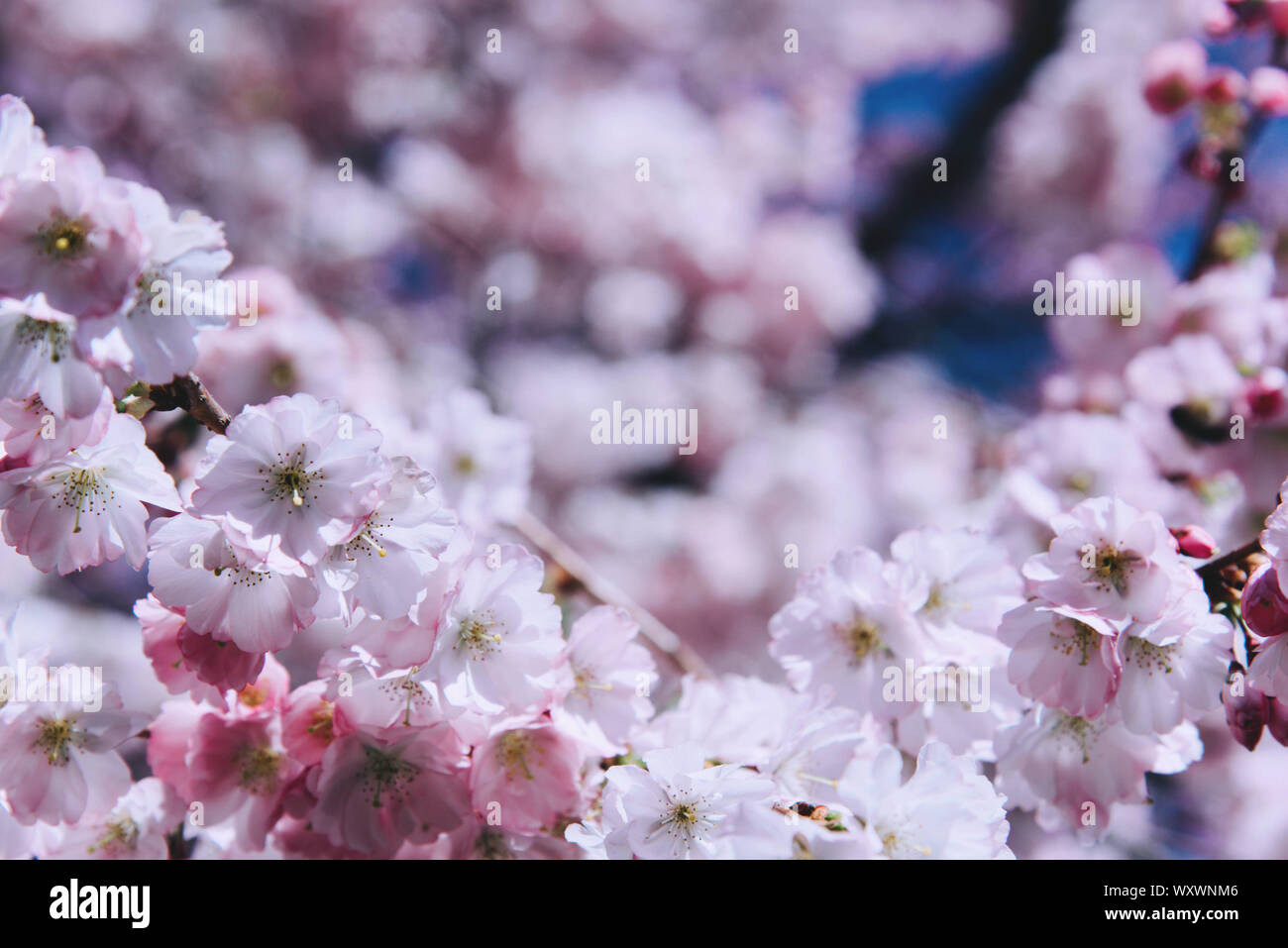 Flowers of the cherry blossoms on a spring day Stock Photo - Alamy