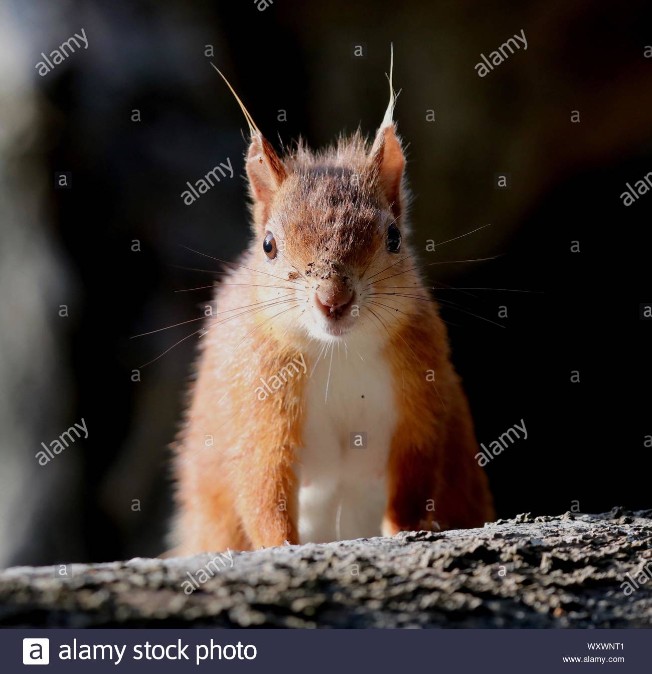 Fluffy Tail Stock Photos & Fluffy Tail Stock Images - Alamy