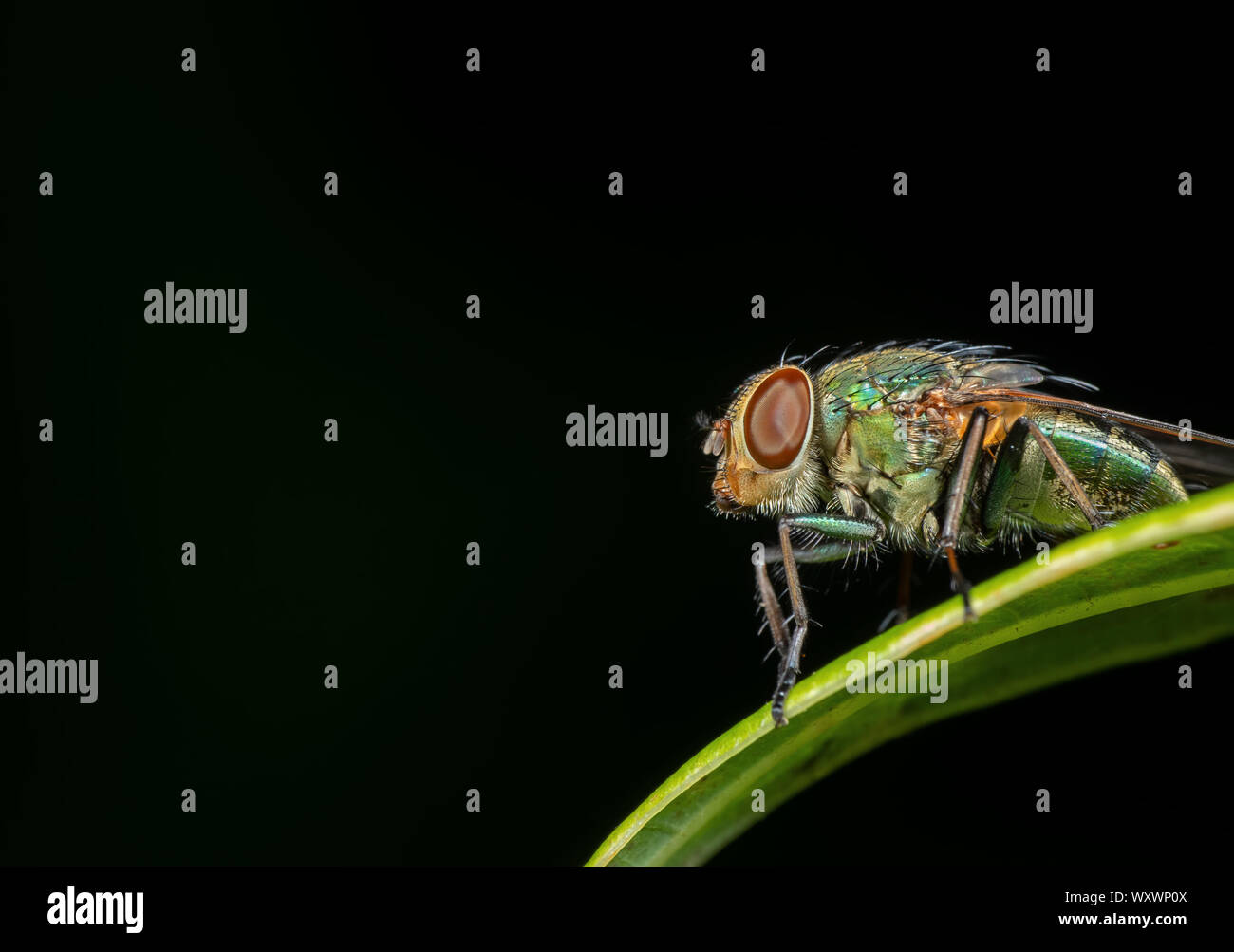 Macro Photography of Blowfly on Green Leaf Isolated on Black Background ...