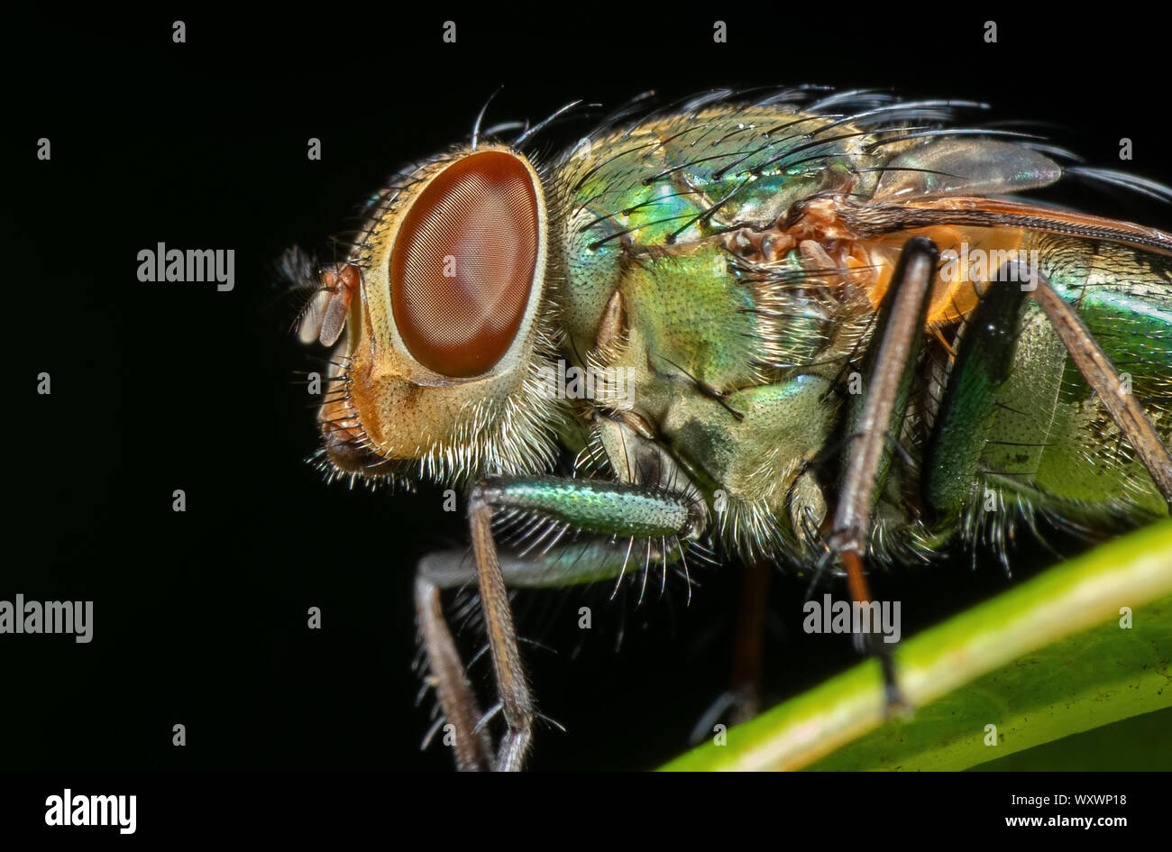 Macro Photography of Blowfly on Green Leaf Isolated on Black Background ...
