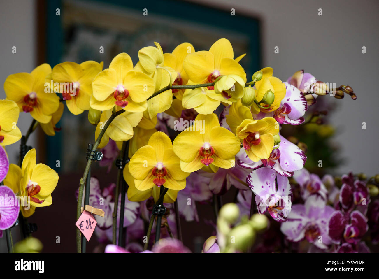Phalaenopsis flora hi-res stock photography and images - Alamy
