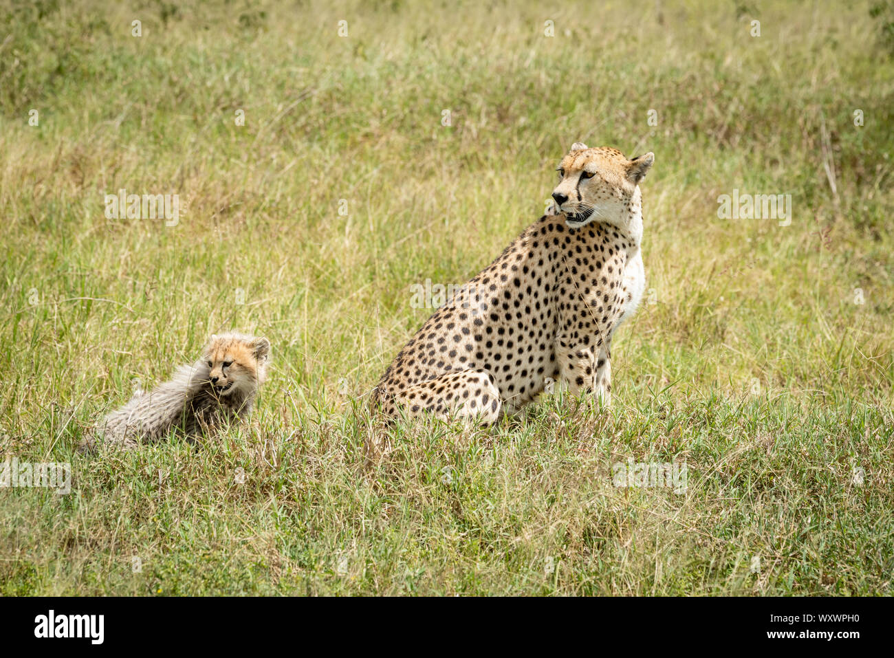 Cheetah and cub sit in tall grass Stock Photo - Alamy