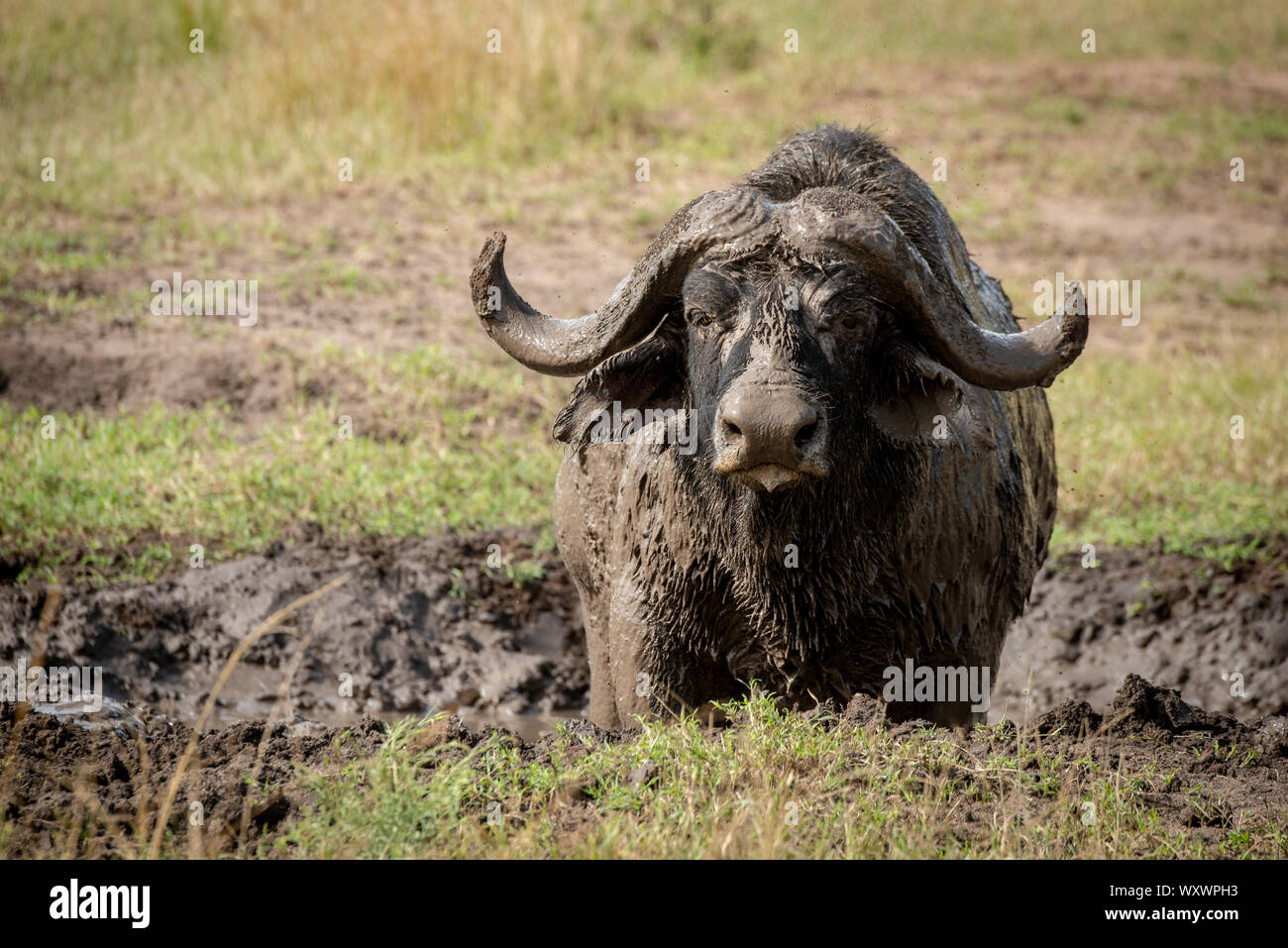 Cape buffalo watches camera from muddy wallow Stock Photo - Alamy