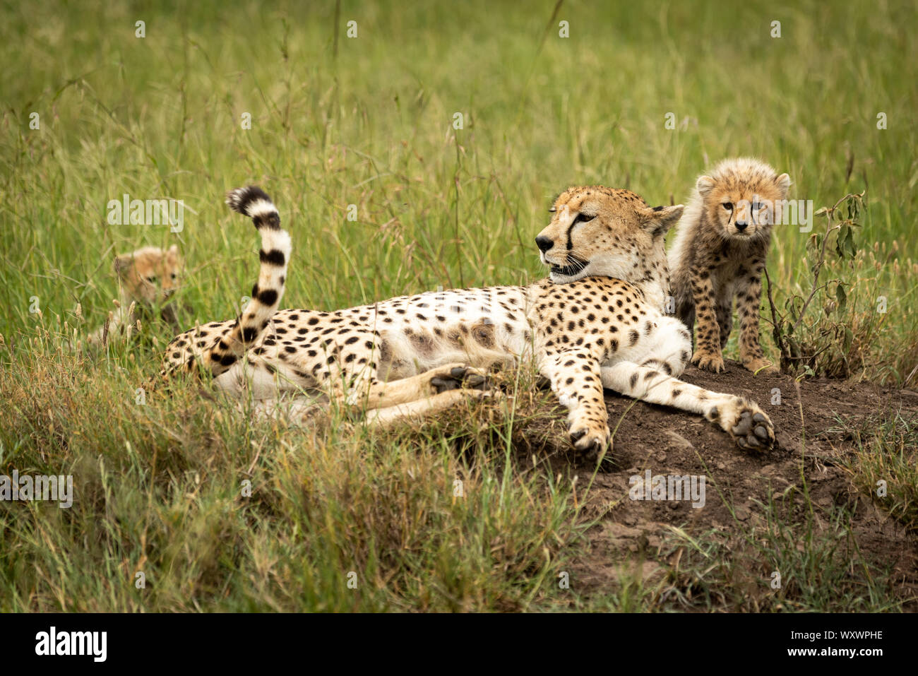 Cheetah and two cubs lie on mound Stock Photo - Alamy