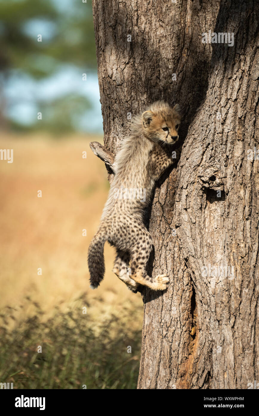 Cheetah cubs climbing tree hi-res stock photography and images - Alamy