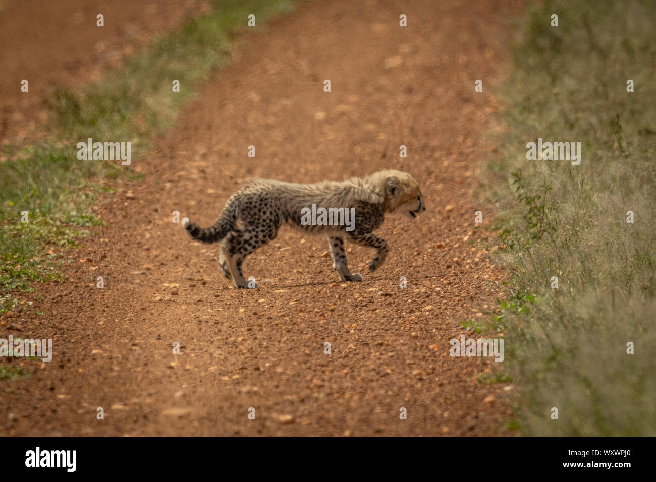 Cheetah crossing dirt road hi-res stock photography and images - Alamy