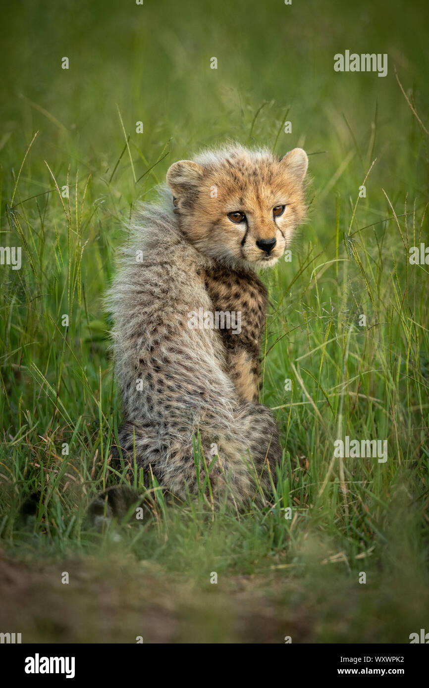 Cheetah cub sits in grass looking back Stock Photo - Alamy