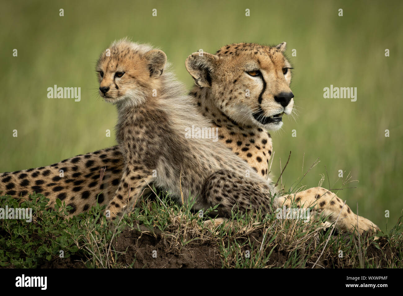 Cheetah cub sits mother hi-res stock photography and images - Alamy