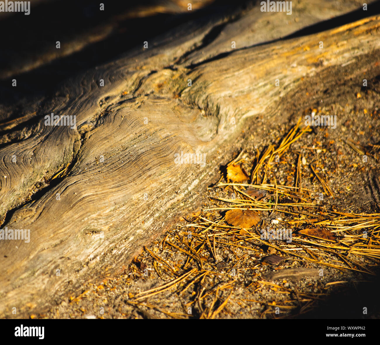 Root and ground texture hi-res stock photography and images - Alamy