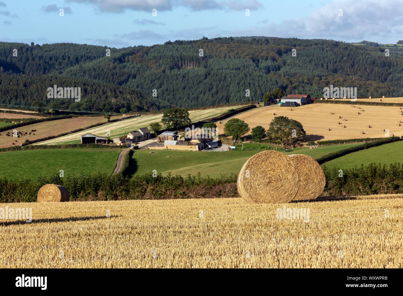 Devon, Farm, Agriculture, Agricultural Field, Animal, Blue, Cloud - Sky ...