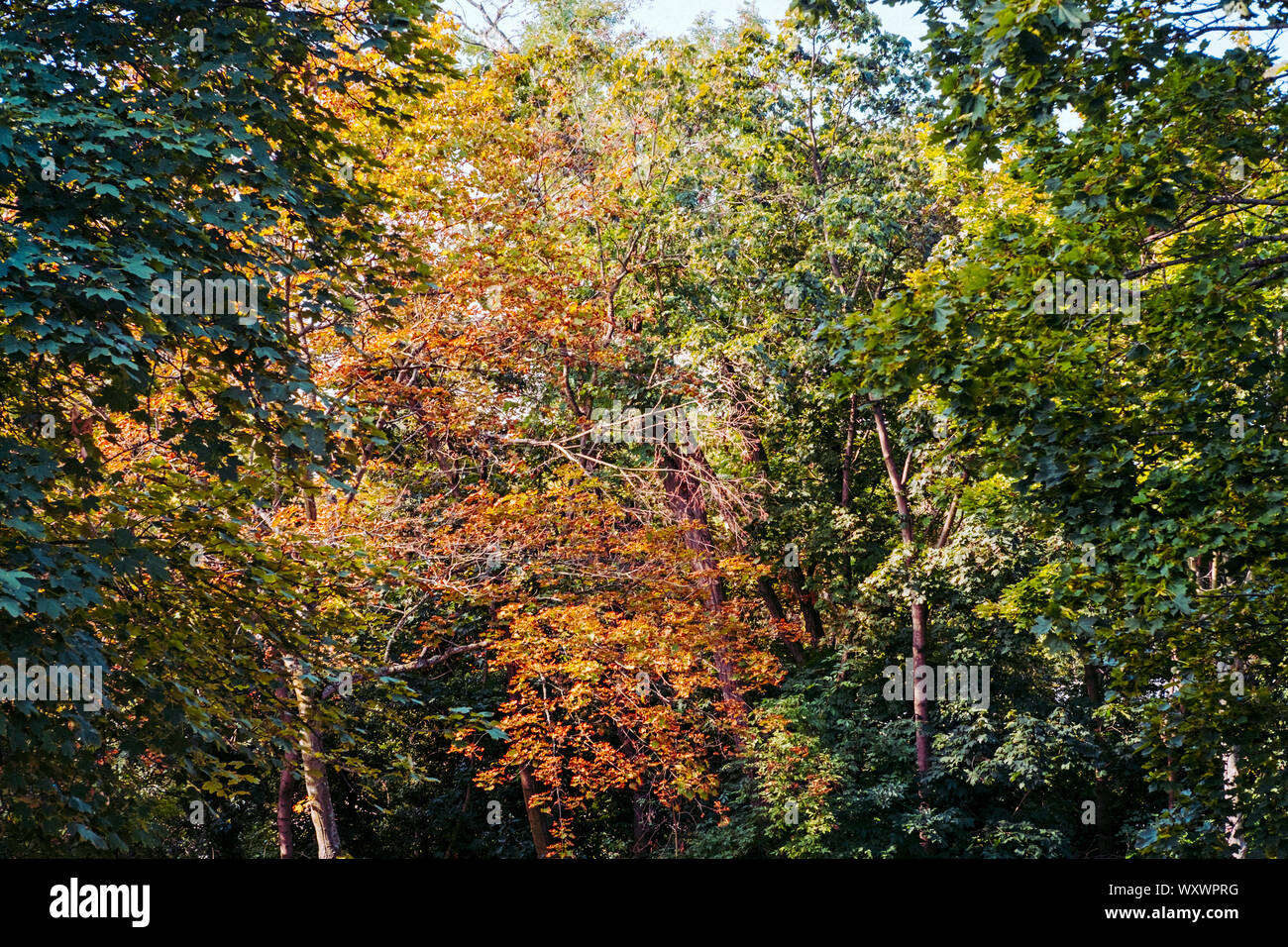 Intense autumn foliage Stock Photo - Alamy