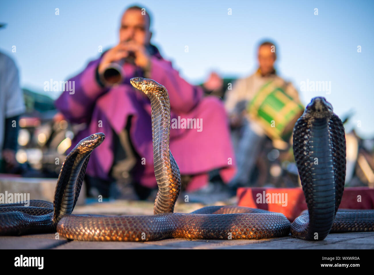 MARRAKESH, MOROCCO - 15 JAN 2019: Snake charmer at the Jemaa el-Fnaa ...