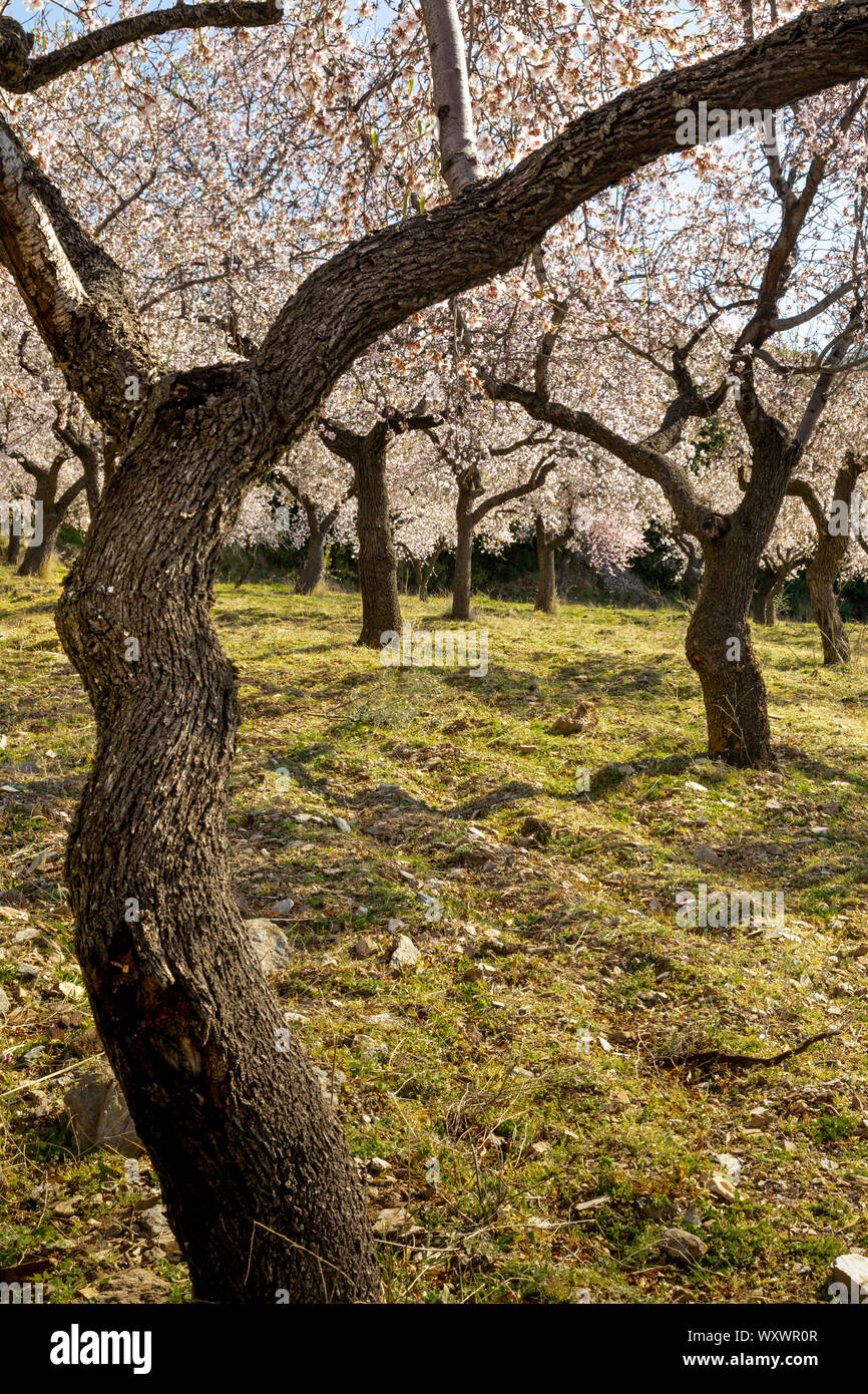 Grove of Almond Trees in Blossom, Alpujarra, Spain Stock Photo - Alamy