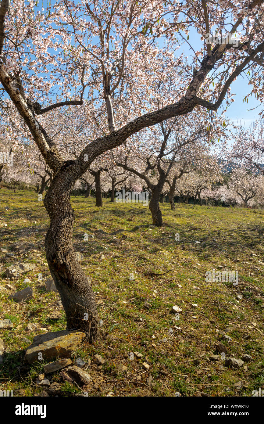 Andalucia almond blossom hi-res stock photography and images - Alamy