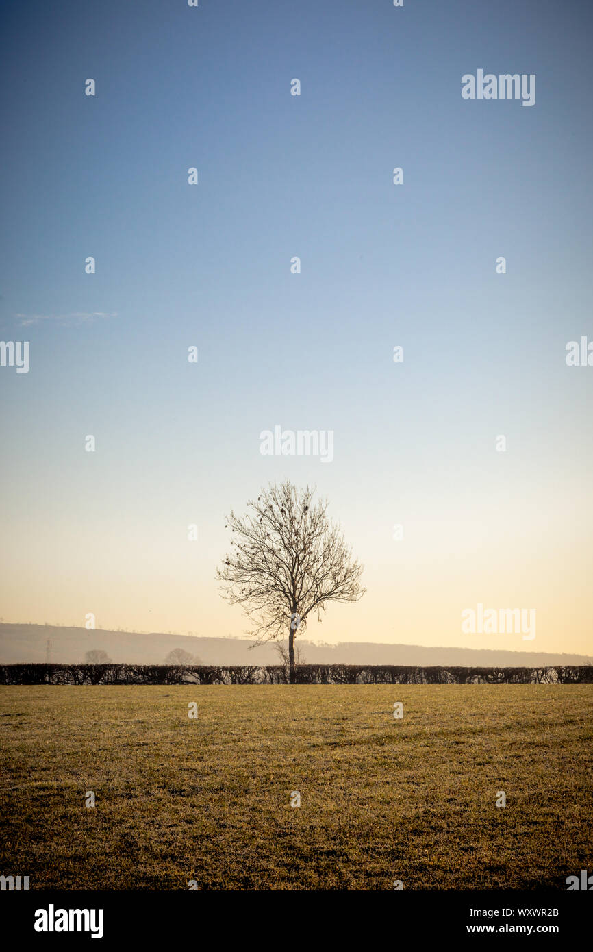 Single Tree, Hedge & Field. Yealand Redmayne, Lancashire, UK Stock ...