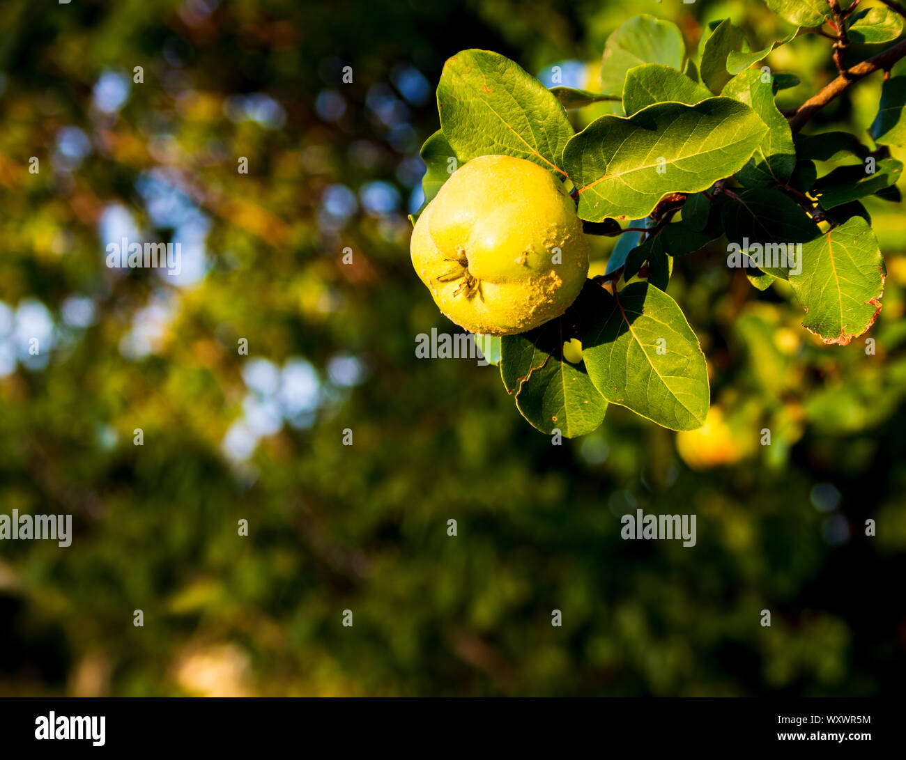 Quinces on branch hi-res stock photography and images - Alamy
